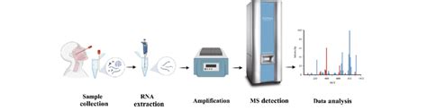 Schematic Workflow Of The Sars Cov 2 Ms Method The Workflow Mainly Download Scientific Diagram