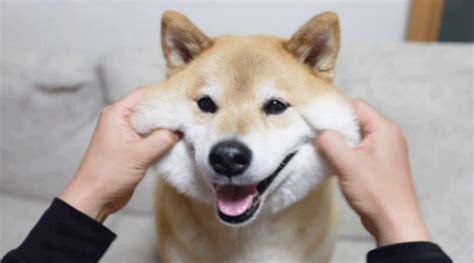 시바견 입양 방법 및 입양 시 주의점 알아보기 비마이펫 라이프