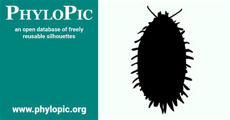 Planococcus Citri Phylopic