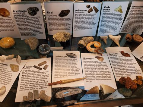 Put A Mini Fossil Museum In My Basement Bar R Fossilhunting