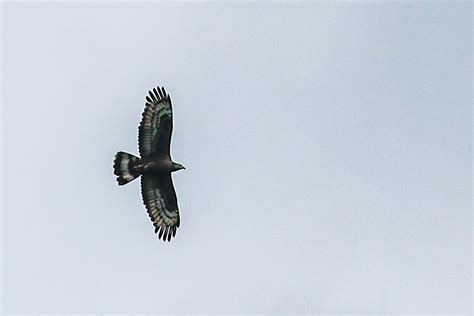 遠くのハチクマ 野鳥撮影ライフ
