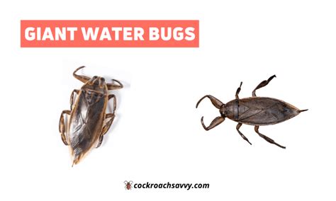 12 Bugs That Look Like Cockroaches Careful Of These Crawlers