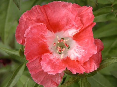 Годеция: посадка, уход и выращивание из семян в домашних условиях, виды ...