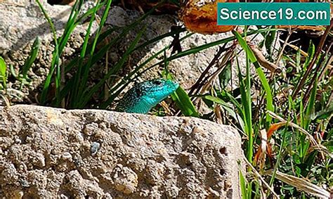 Храносмилателната система на кенгуру 💫 Научно Популярен Мултимедиен Портал 2025