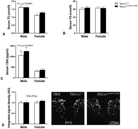 Characterization Of The Hypothalamus Pituitary Thyroid Axis In Tbl1xr1 Download Scientific