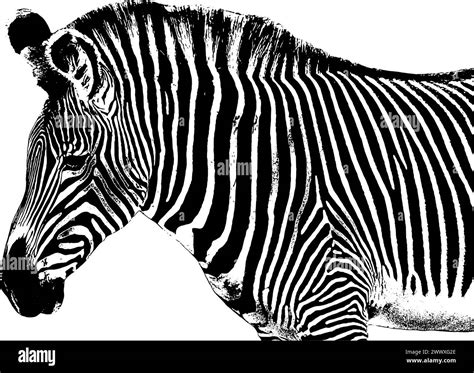 Zebra Sketch Standing Profile View Close Up Stock Vector Image And Art Alamy