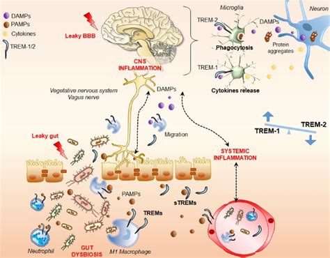 Trem Receptors Connecting Bowel Inflammation To Neurodegenerative Disorders Mdpi
