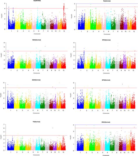 manhattan plots of p values analyzed using mixed linear model mlm