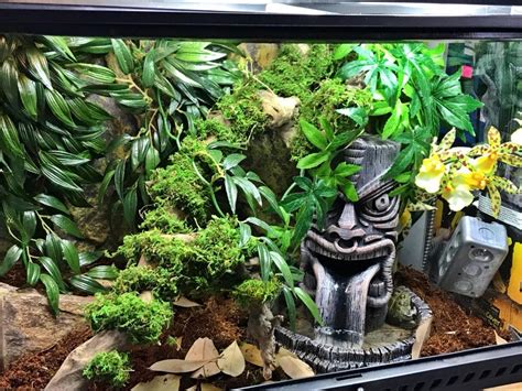 Animal World New Giant Pixie 🧚‍♀️ Frog Terrarium Setup