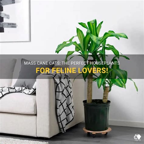 Mass Cane Cats The Perfect Houseplants For Feline Lovers Petshun