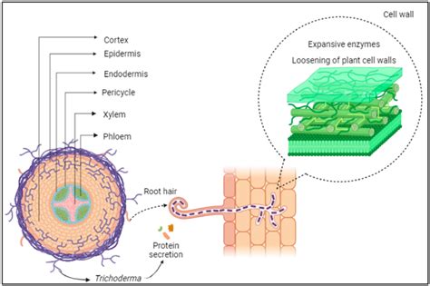 Trichoderma In Fixation Penetration And Root Colonization Created In Download Scientific