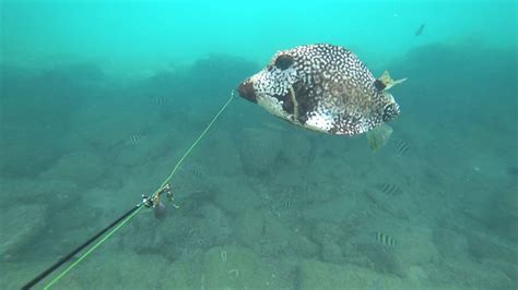 낚시 미끼에 몰려드는 물고기 미끼만 쏙 빼먹는 물고기 이름이 뭔가요 어종판별 부탁 Youtube