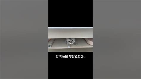 밥 먹는데 부담스럽다 Youtube