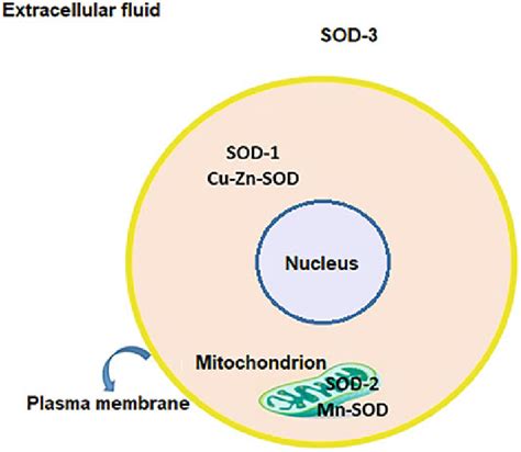 Cellular Distribution Of Sod Isoforms Legend This Figure Shows The