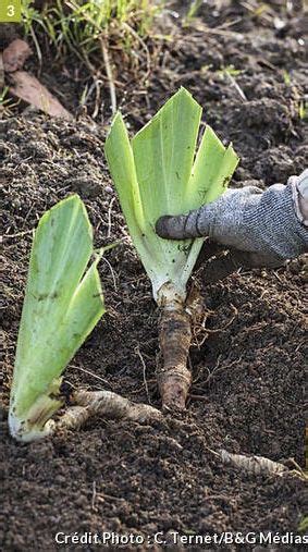 Iris Comment Les Choisir Les Planter Les Diviser Artofit