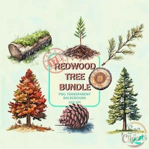 178 Redwood Tree Clipart Png Bundle Watercolor Pine Trunk Cone