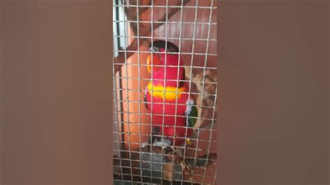 ඒයාගෙ කෝලම 😁🤗 ️ Youtube