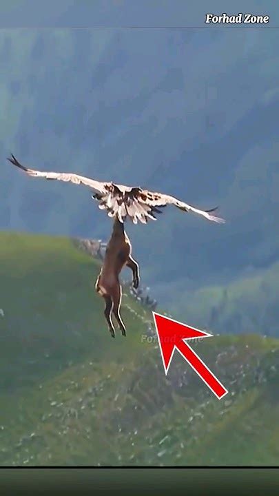 ঈগল কিভাবে হরিণ টি কে উড়িয়ে নিয়ে গেল Eagle Hunting Shorts Youtube