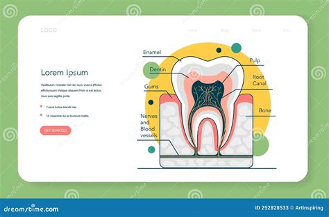 Human Tooth Structure Cross Section Scheme Representing Tooth Layers Cartoon Vector