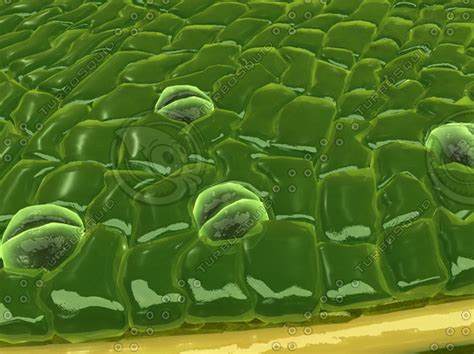 Mesophyll Cells Plant 3d Model