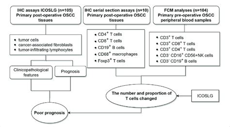 Experimental Process Design Diagram Download Scientific Diagram