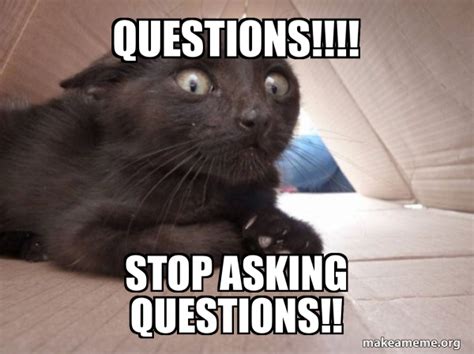 Questions Stop Asking Questions Schitzo Cat Meme Generator