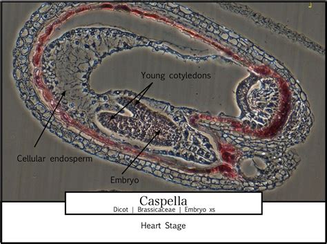 141 Gametogenesis Biology Libretexts