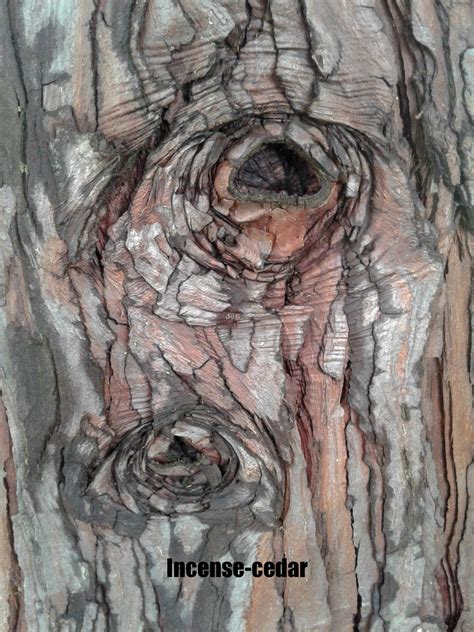 Incense Cedar Tree