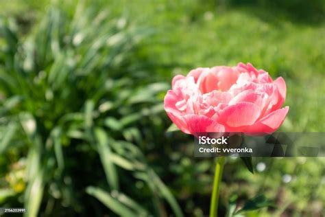 흐릿한 녹색 배경에 분홍색 모란 한 개 옆모습 포스터 달력 게시물 화면 보호기 벽지 엽서 배너 커버 웹 사이트에 대 한 밝은 모란 새싹 고품질 사진 0명에 대한 스톡 사진