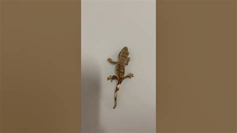 댓글환영 알고리즘떠라 도마뱀 알고리즘떠라 고춧가루들만 쓸수있는 태그귀여움멍청크레스티드게코 Youtube