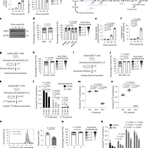 PIP2 Saturation Potentiates Effector T Cell Signaling A Schematic Of Download Scientific
