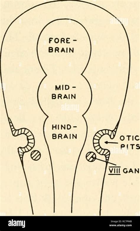 Embryology Embryology Embryology Genealogy Olfactory Epithelium Olfactory Nerve Fig 98