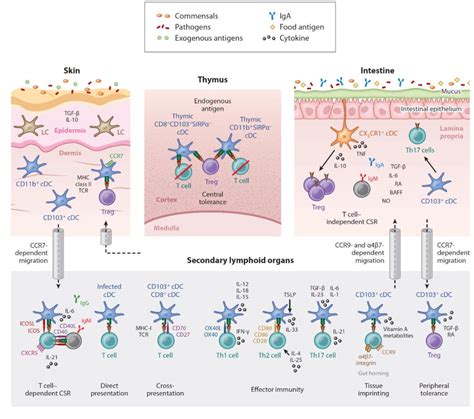 Figure 3 From The Role Of The Lipid Oxidizing Enzyme 12 15 Lipoxygenase As Regulator Of