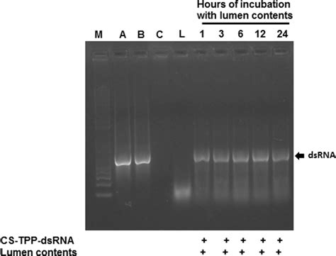 Stability Of Cs Tpp Dsrna Nanoparticle Complexes Exposed To Lumen