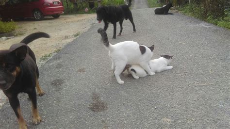 What Happens If A Cat Has Sex With A Dog