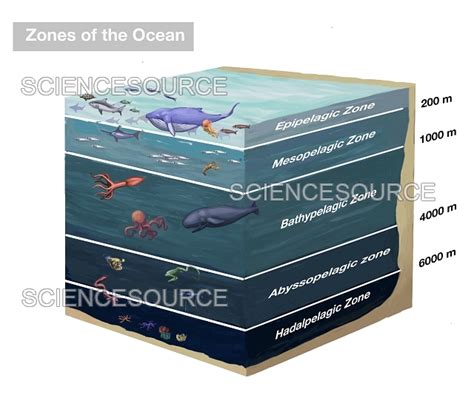 What Are The Ocean Zones Design Talk