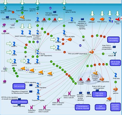Metacore Generated Pathway Of Differentially Expressed Genes Involved Download Scientific
