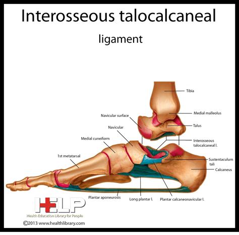 Interosseous Talocalcaneal Ligament Medical Anatomy Human Anatomy