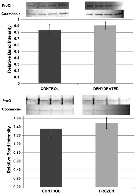 Novel Control Of Lactate Dehydrogenase From The Freeze Tolerant Wood Frog Role Of