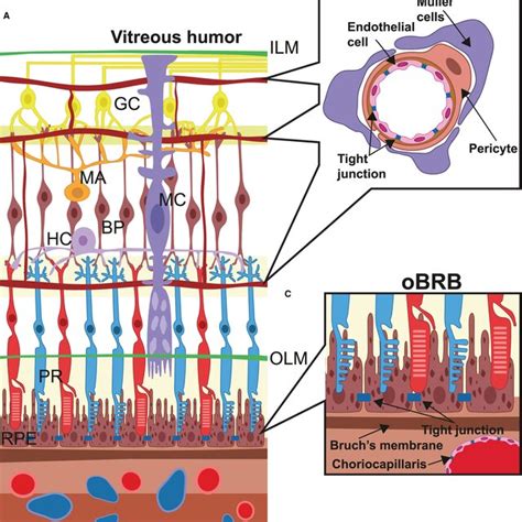 Retinal Microanatomy And Bloodretina Barriers A This Image Depicts
