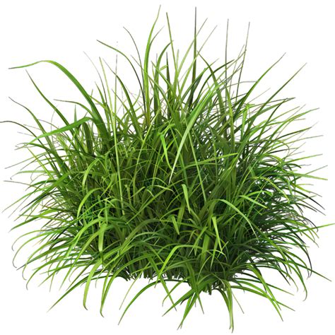 Realistic Grass Pngs For Free Download