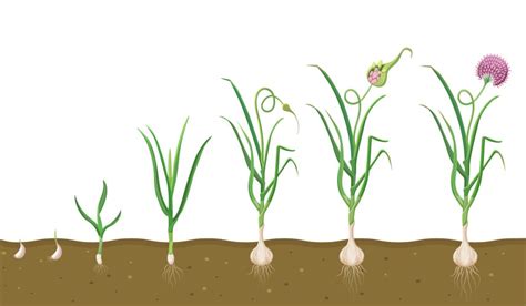 Rice Growth In Stages Cycle Of Growing Grain Vector Image