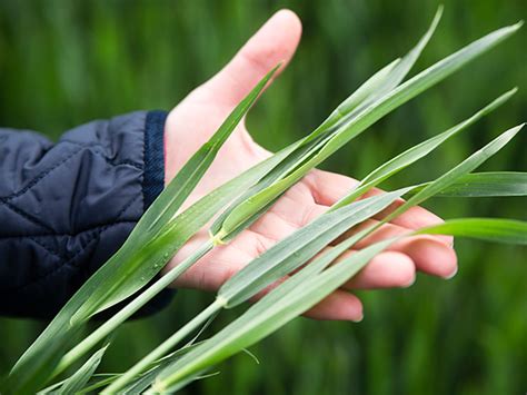 Verktyg Crop Science Sverige