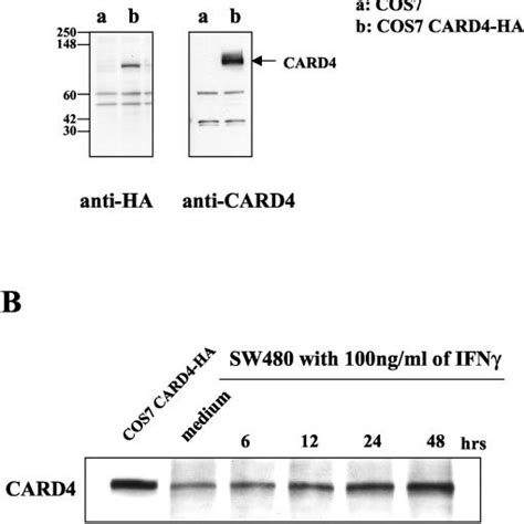 Interaction Of Irf 1 With The Irf 1 Binding Motifs Of The Human