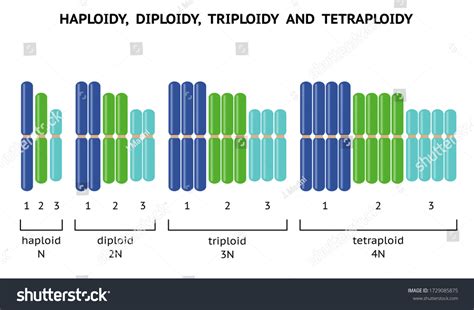 Haploidy Dipoloidy Triploidy Tetraploidy Illustration Triploid Stock