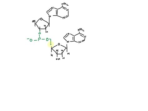 Solved Problem Bonding Of Nucleotides Draw The Rna Dinucleotide Two