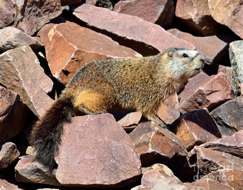 Rock Chuck Photograph By Brad Christensen Fine Art America