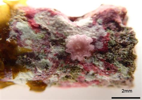 Predators Munch On Crown Of Thorns Starfish