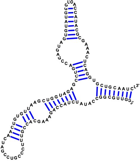 The Known Secondary Structure For Scerevisiae 5s Rrna Download