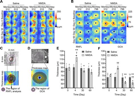 Characterization Of A Monkey Model With Experimental Retinal Damage